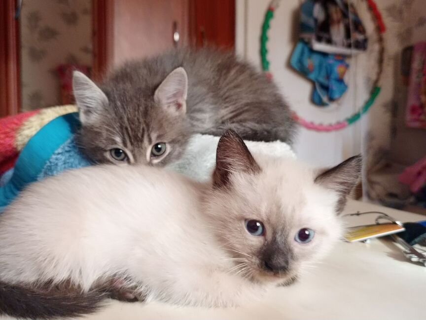 Котята в добрые руки мальчики