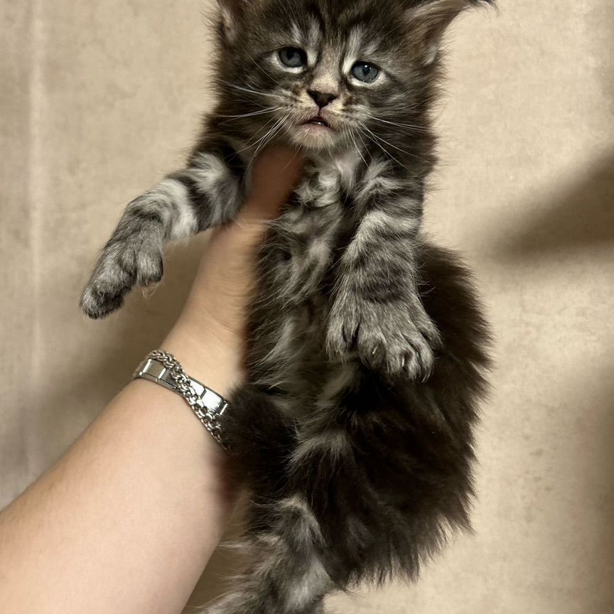 Мейн-кун полидакт девочка