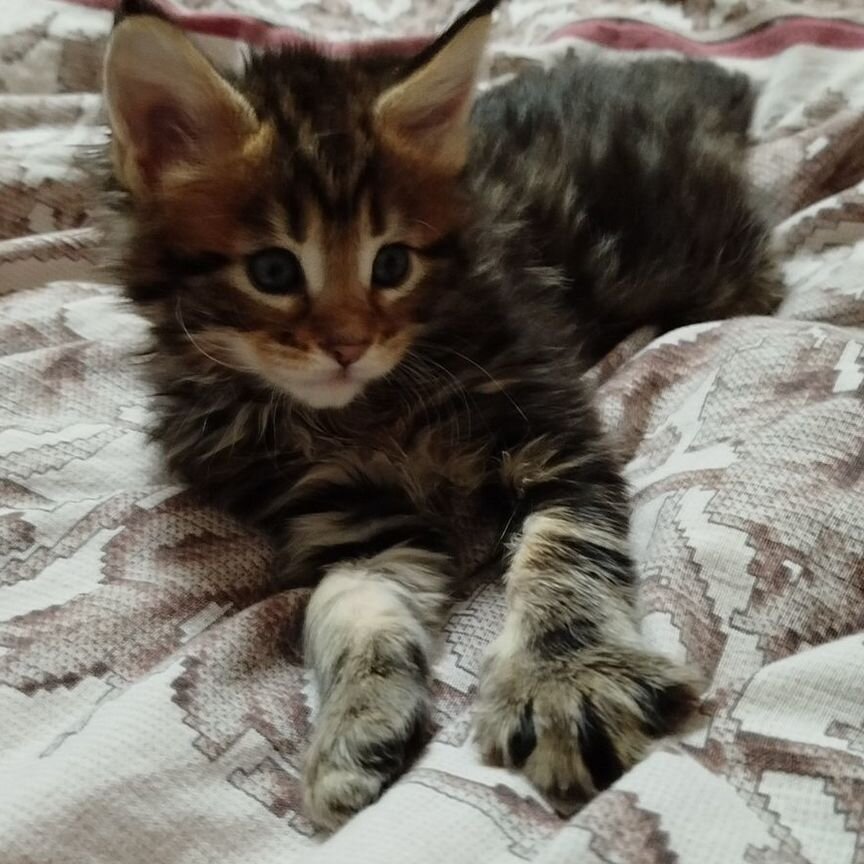 Котята мейн-кун