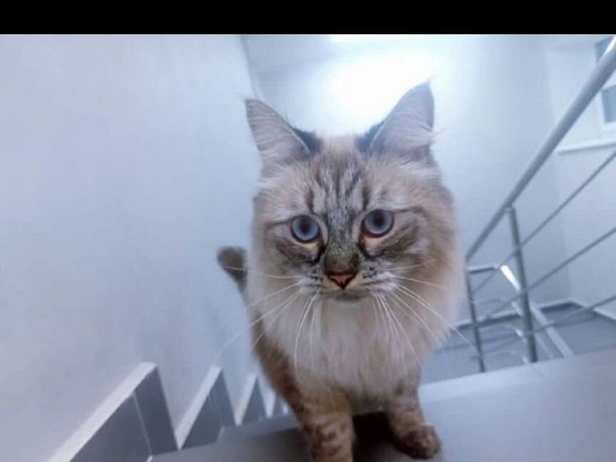 Найдена кошечка Зефирка,неделю живёт в подъезде