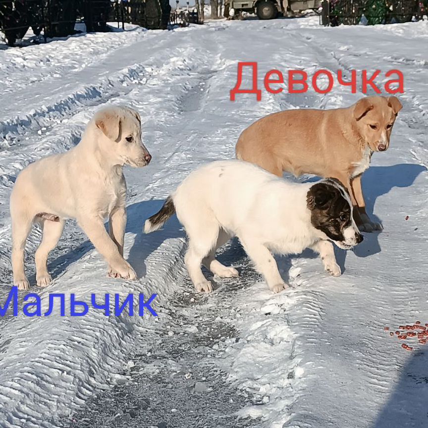 Щенок в добрые руки