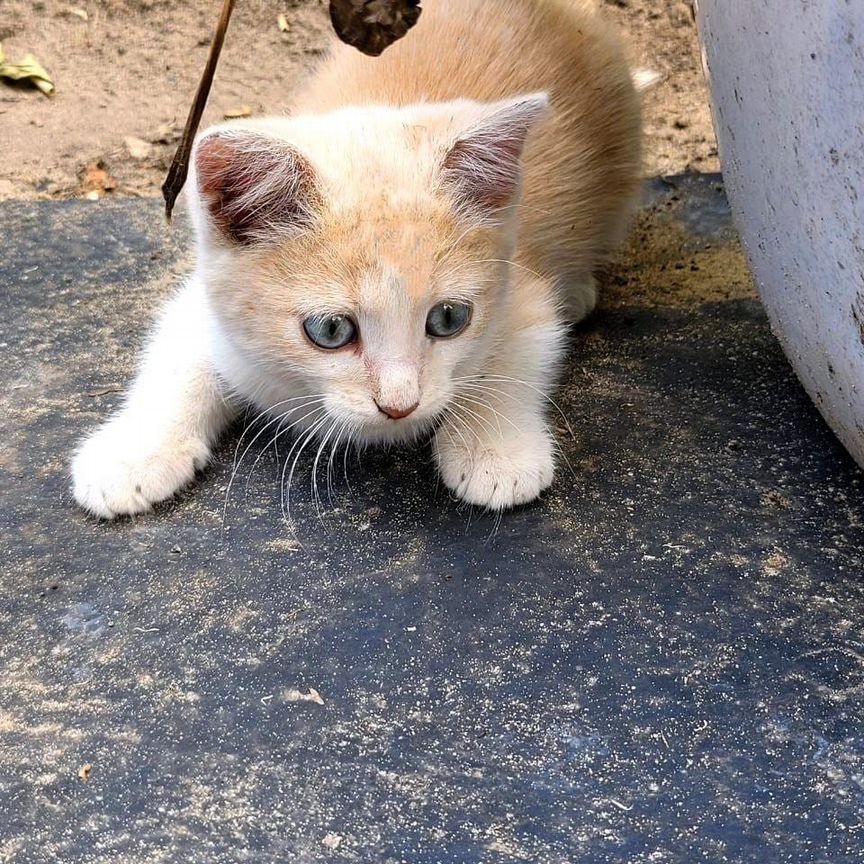 Кошки в добрые руки бесплатно, Крис