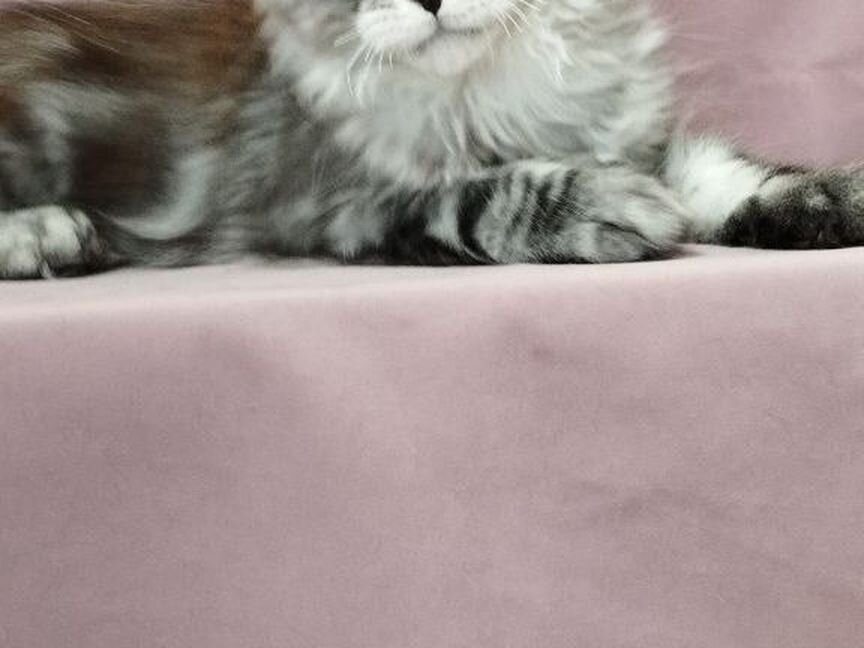 Котята мейн-кун серебро