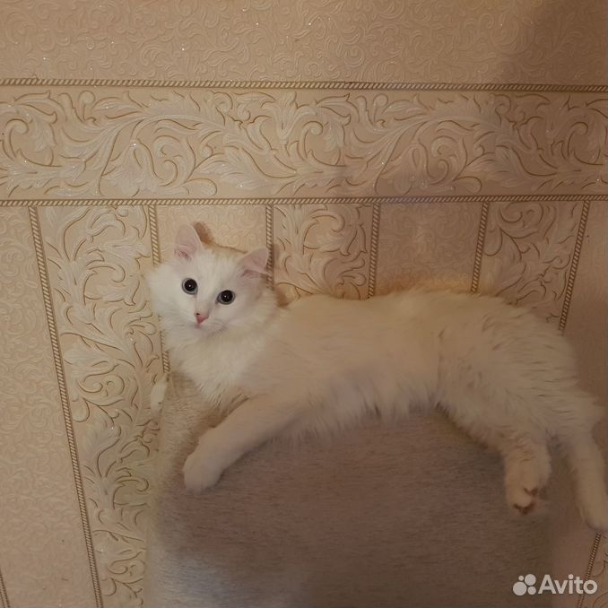 Отдаю в добрые руки неравнодушных людей