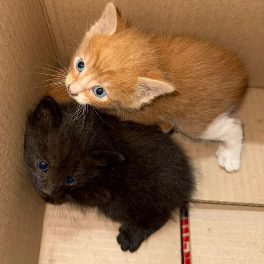 Котенок