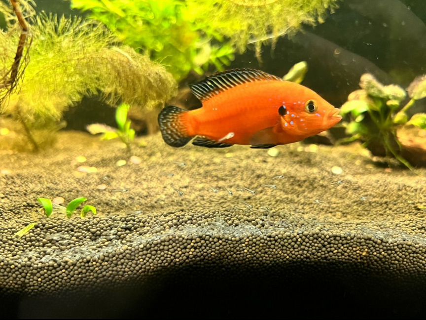 Хромис эксул