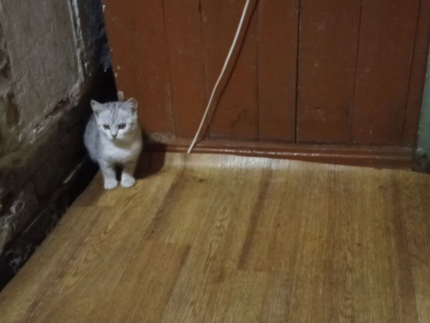 Кошки британцы прямоухие семья бесплатно