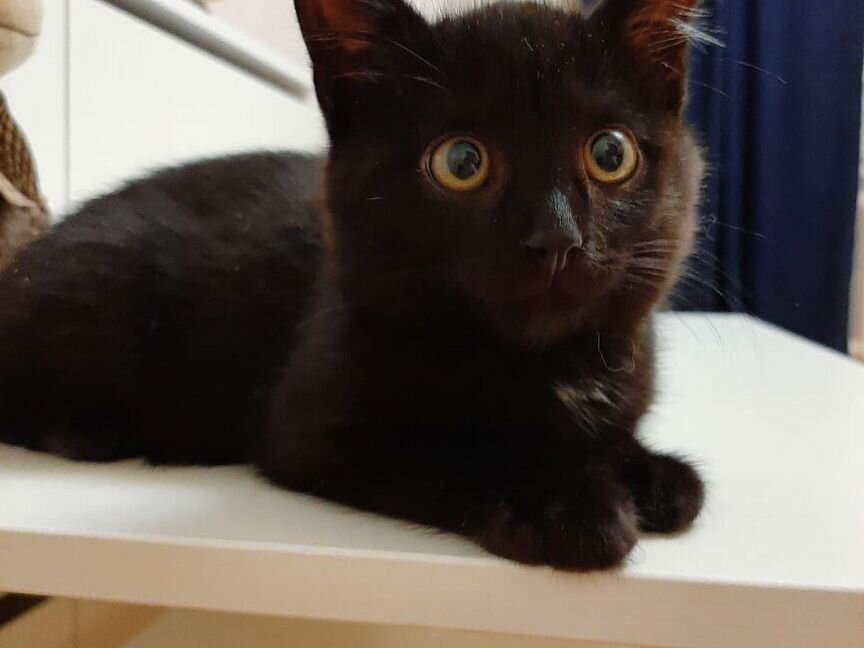 Черный умный котенок