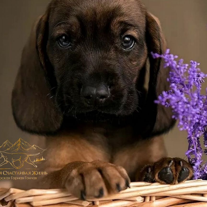 Баварская горная гончая, щенок