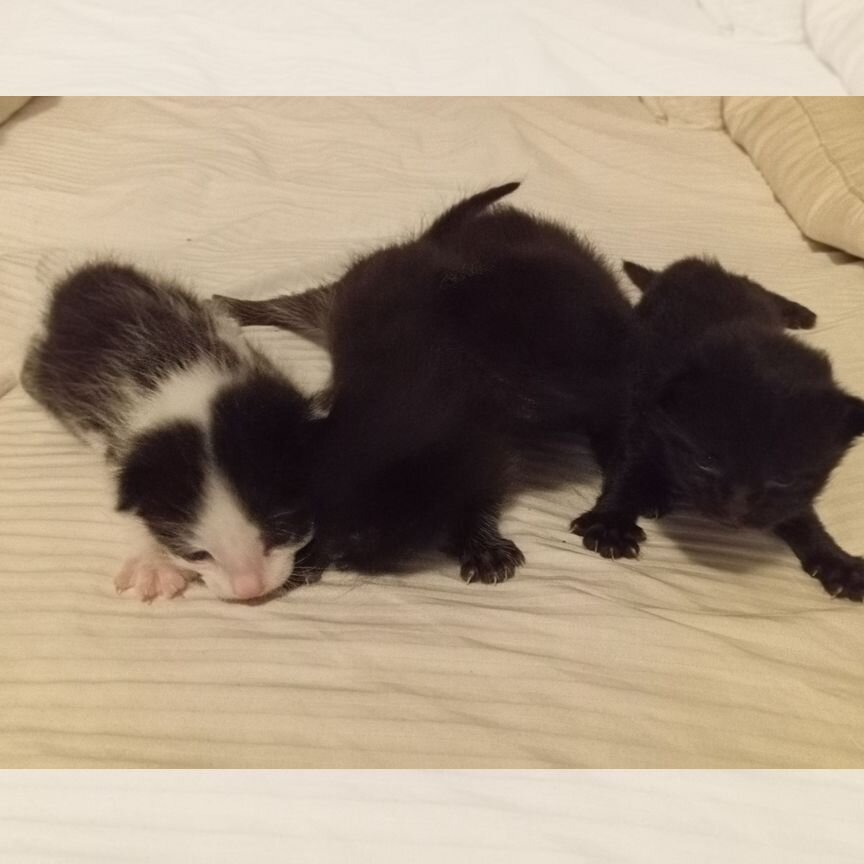 Котята