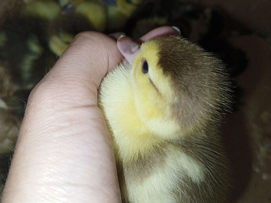 Утята шипуны