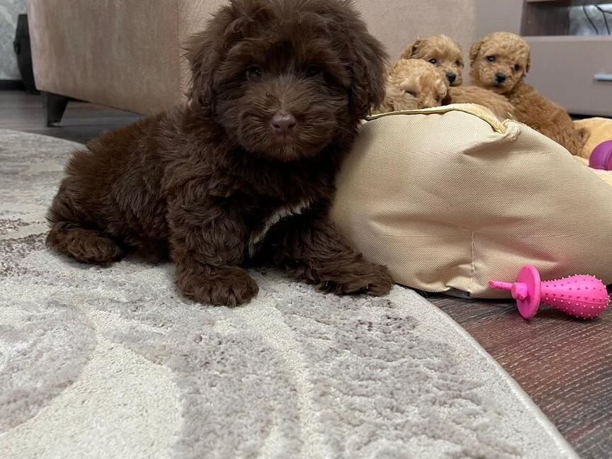 Мальтипу шоколад