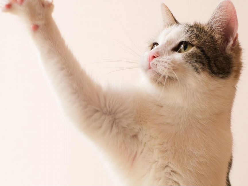 Красивая кошечка Герда из приюта ищет дом