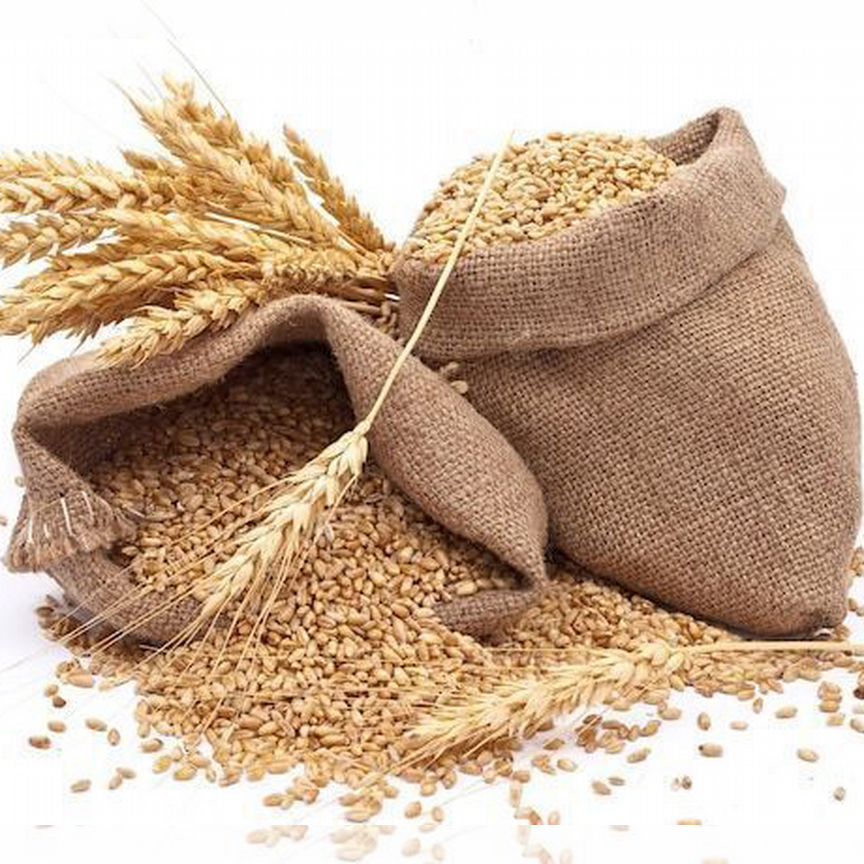 Продам зерно Пшеницы