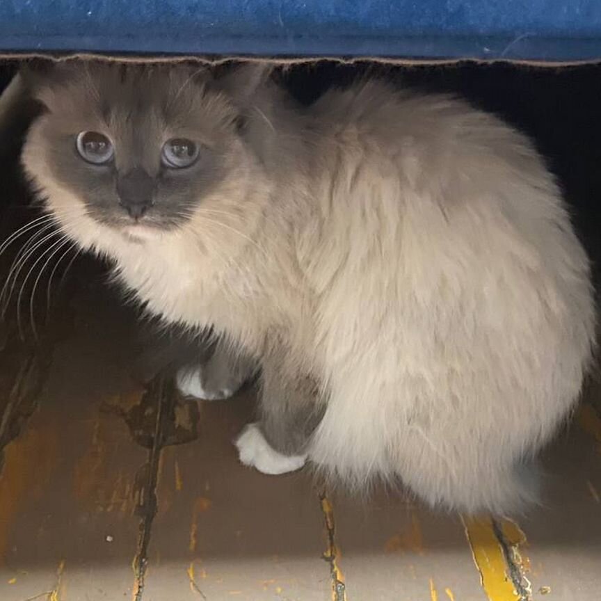 Сиамский котёнок