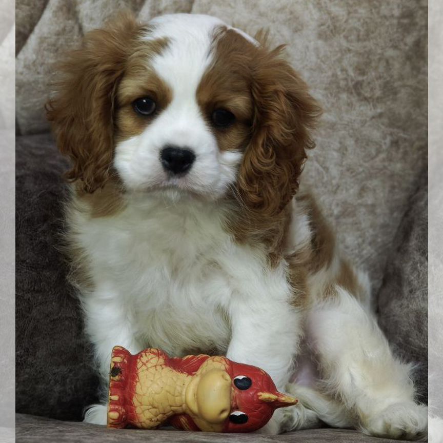 Кавалер кинг-чарльз-спаниель, щенок