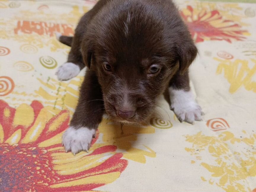 Собака в добрые руки щенок