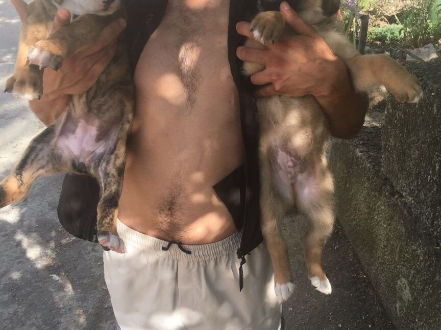 Стафроширский терьер