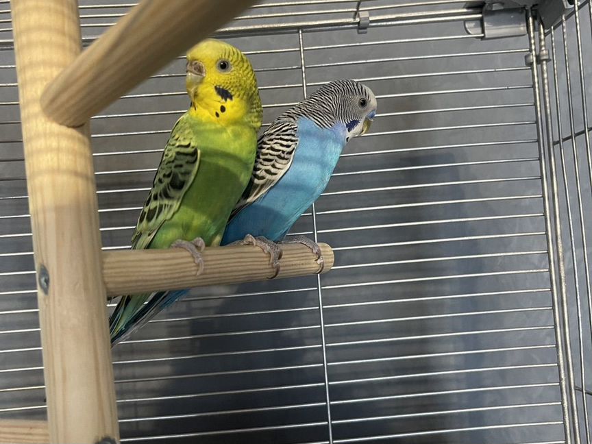 Волнистые попугаи. Мальчик и девочка