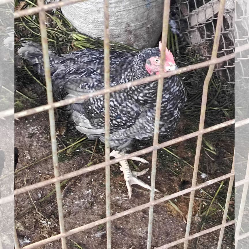 Продам петушков