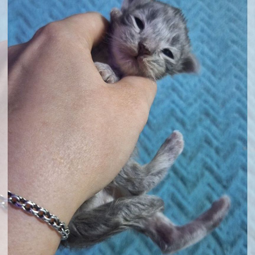 Мейн-кун котёнок