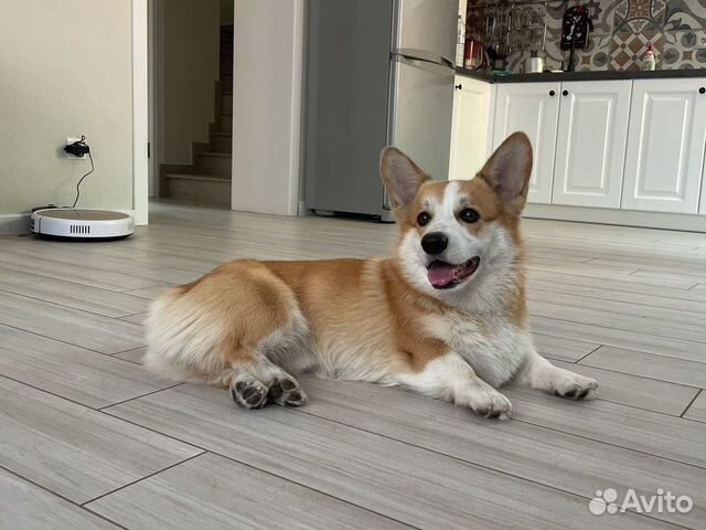 Вязка кобель вельш корги пемброк