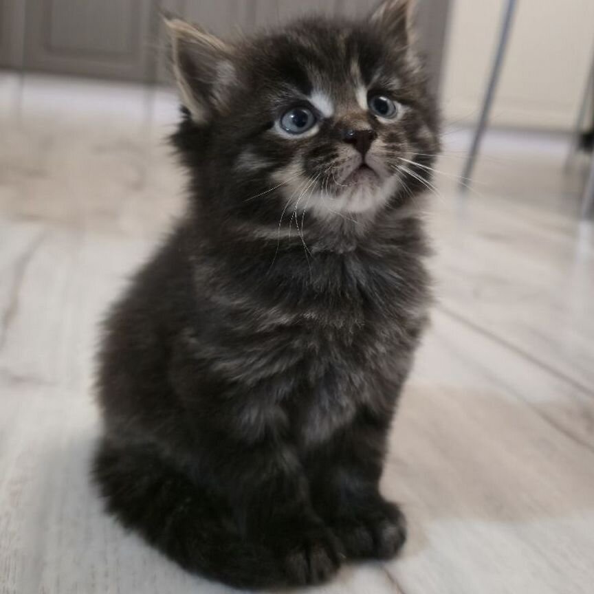 Мейн-кун котёнок