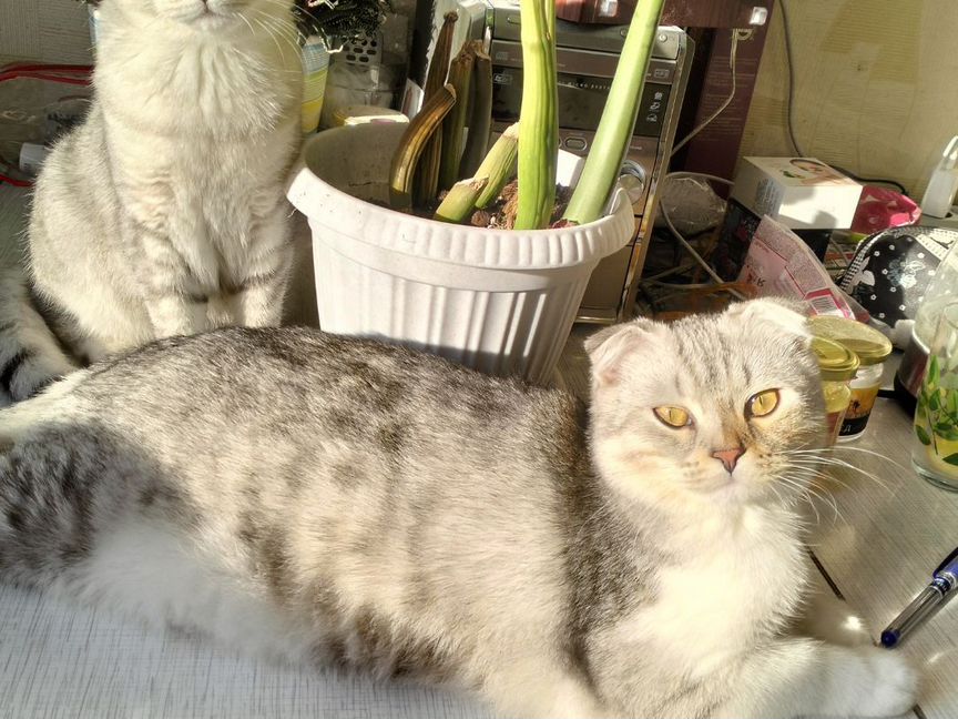 Шотландская вислоухая кошка