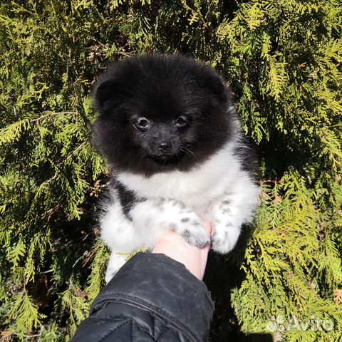 Маленькая собака