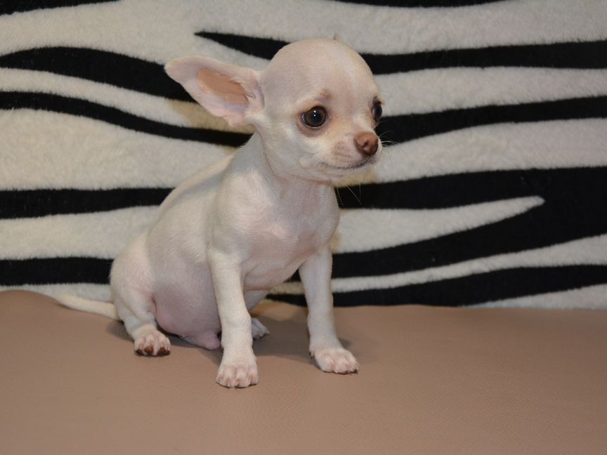 Чихуахуа мини и микро щенки