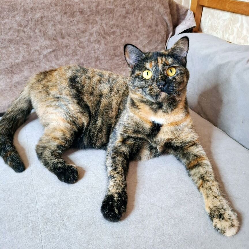 Кошка огненного окраса в добрые руки