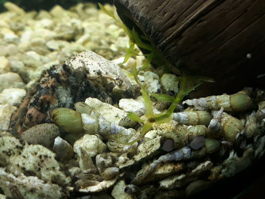 Улитки Мелании