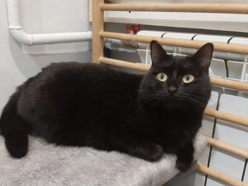 Черная "багира" в добрые руки