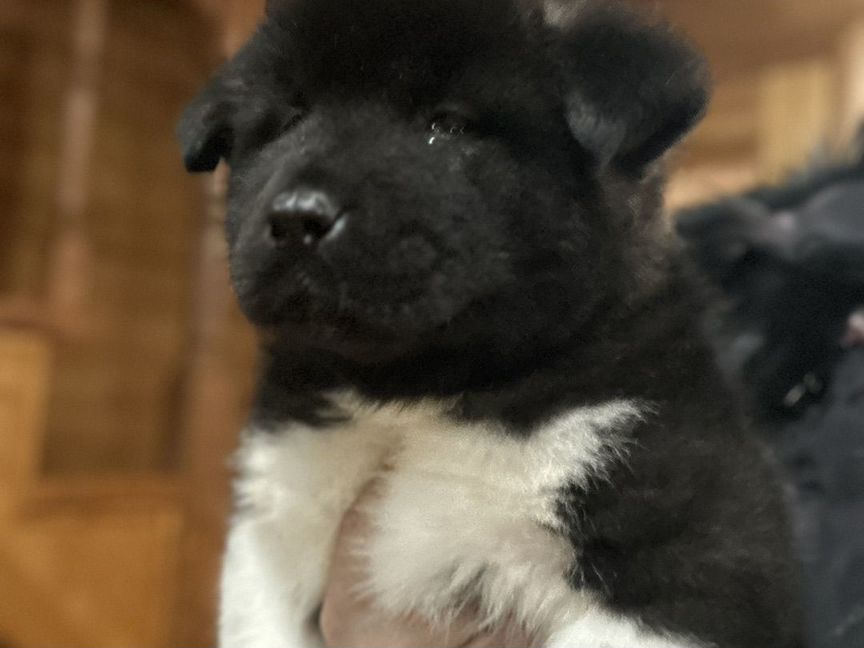 Щенки акита