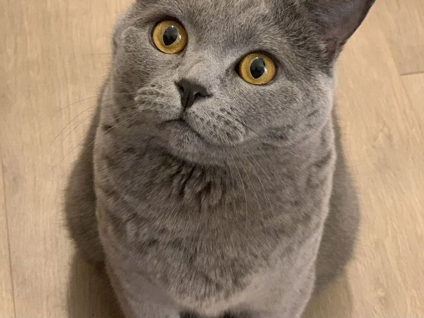 Отдам в хорошие руки британскую кошку