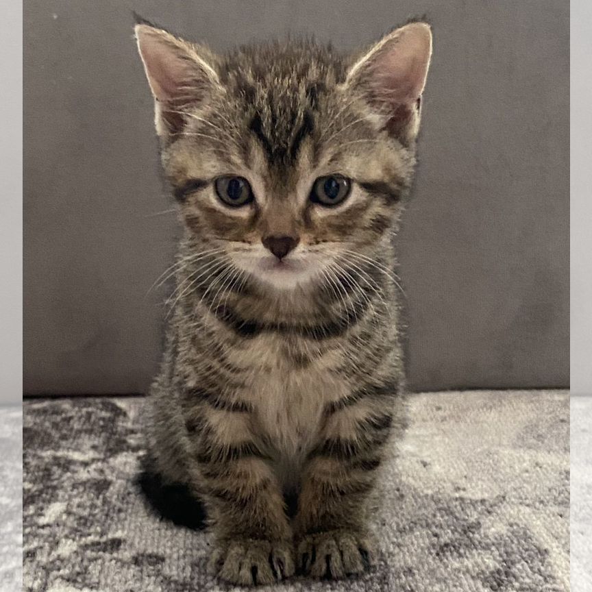 Отдам котят в доьрые руки