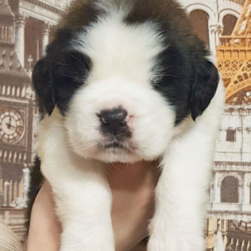 Сенбернара щеночки