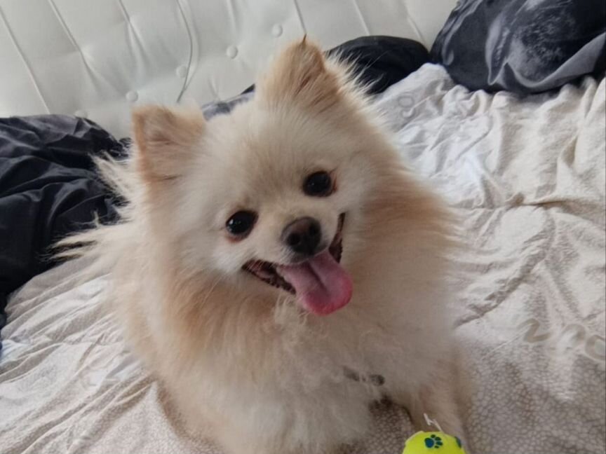 Померанский шпиц медвежьего типа