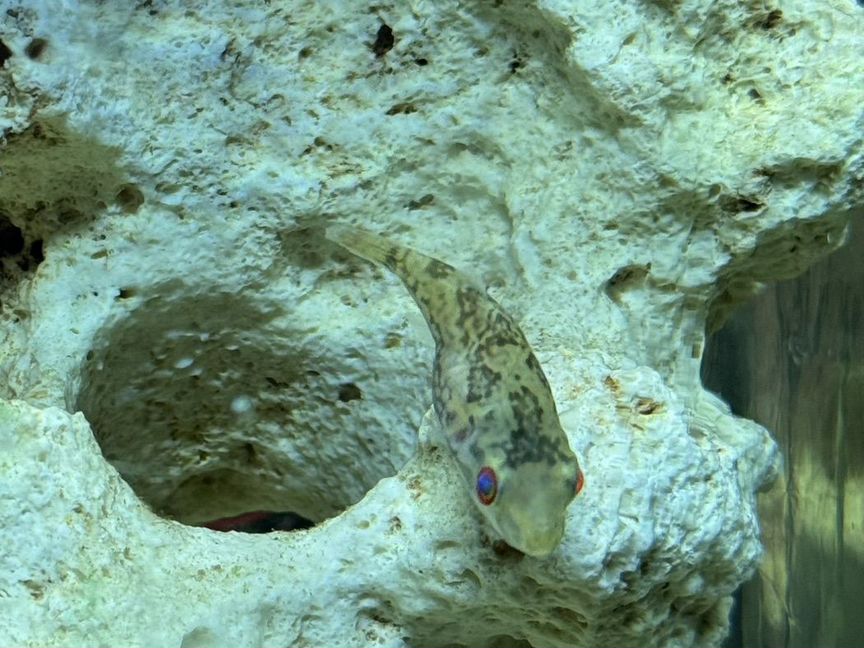 Красноглазый Тетрадон