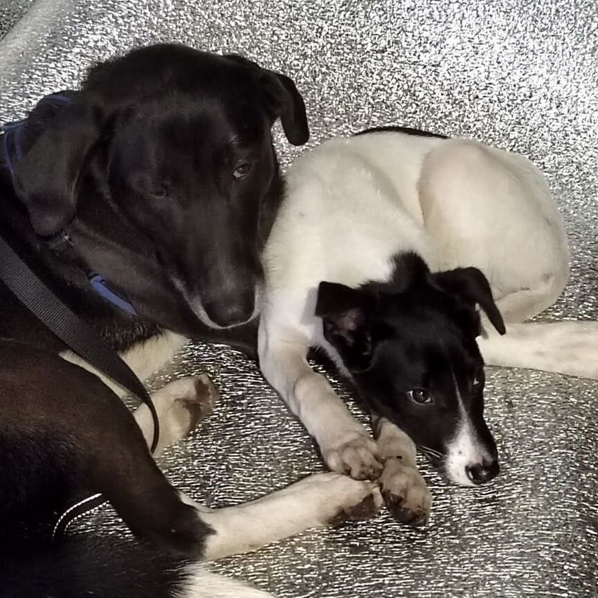 Щенки 3 месяца в добрые руки