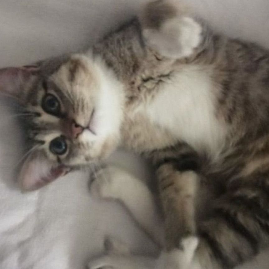 Молодой котик Томаs