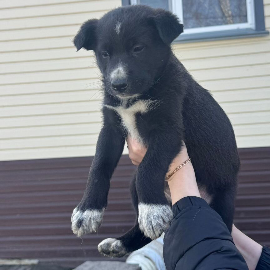 Щенок в добрые руки