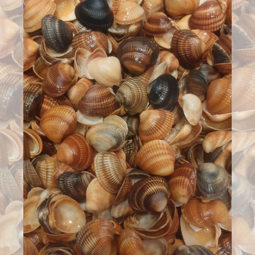 Ракушки морские для аквариума и декора