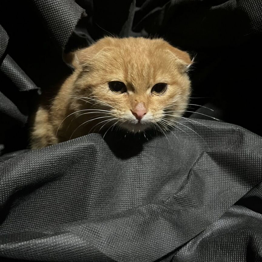 Котенок в добрые ручки
