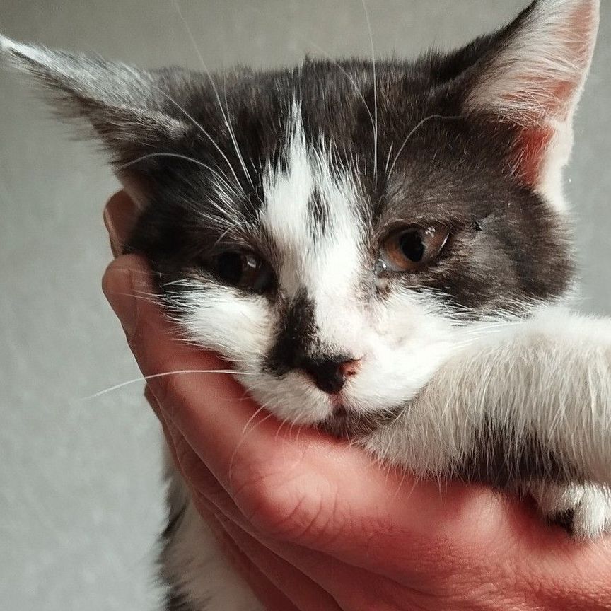 Котёнок котята
