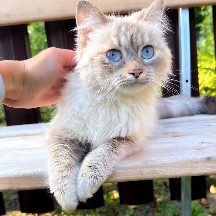 Кошечка в дар