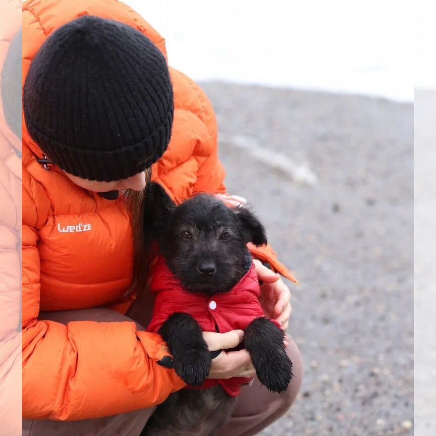 Щенок в добрые руки