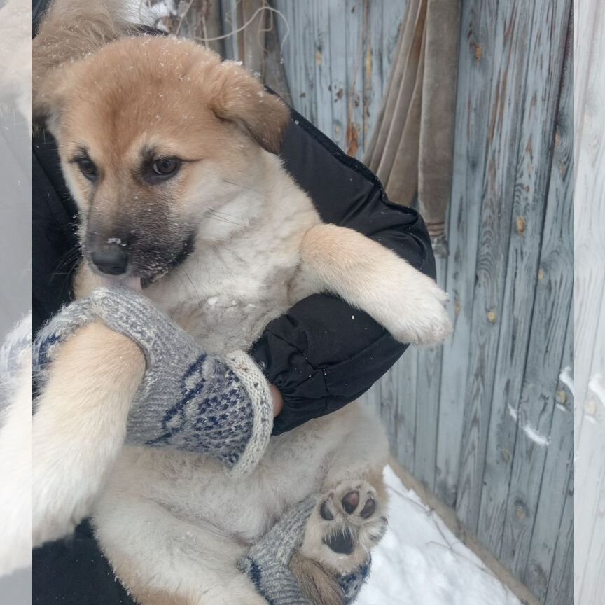 Щенок девочка