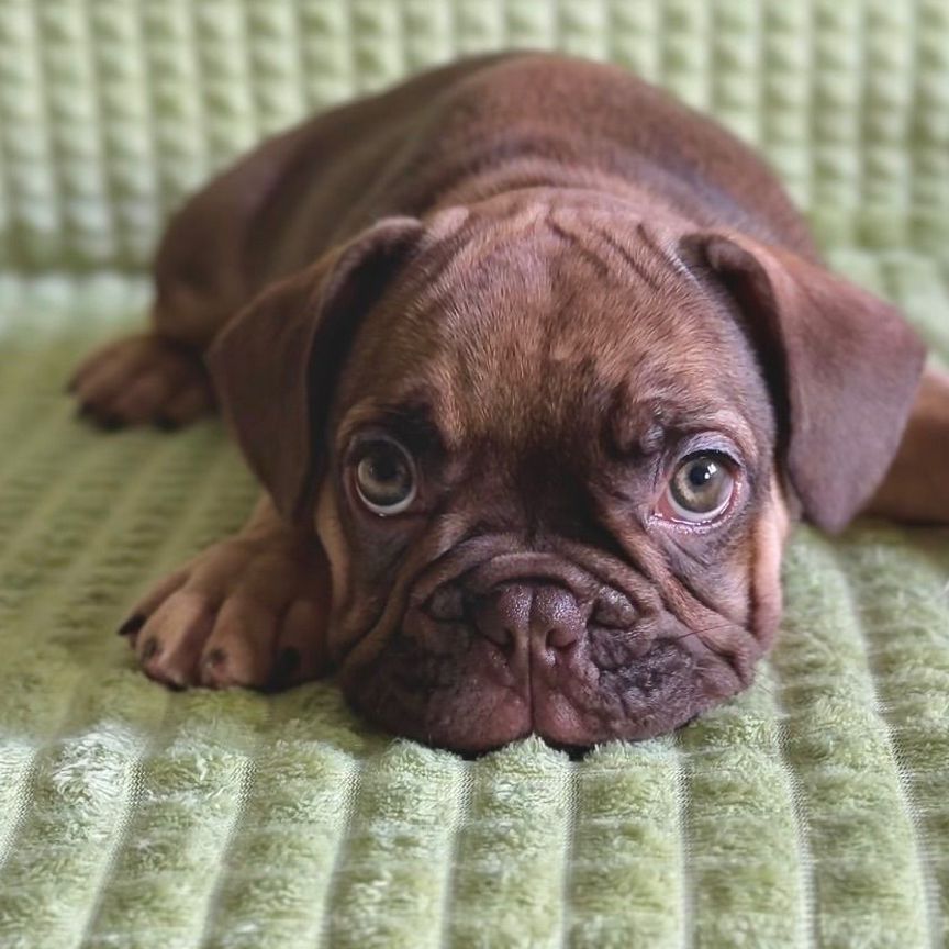 Французский бульдог, щенок