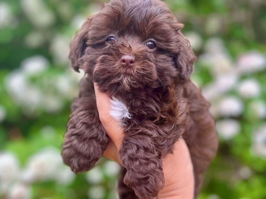 Пупсики малюсики мальтипу